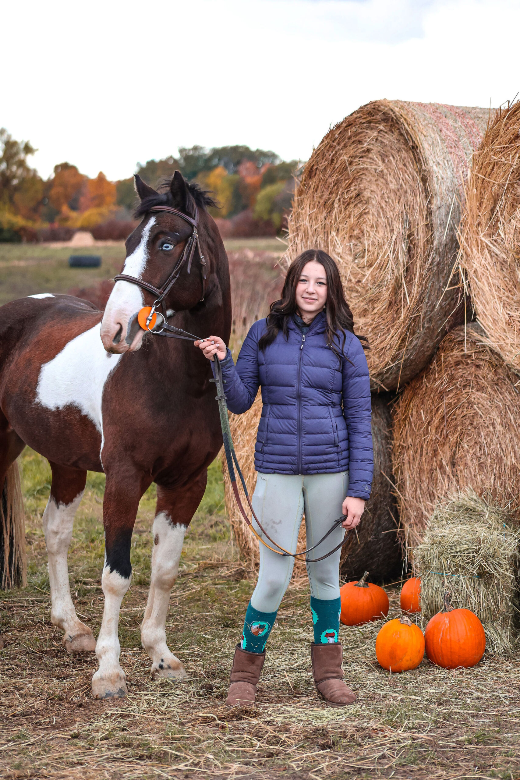 DME Academy Horses – Daisy Meadows Equestrian