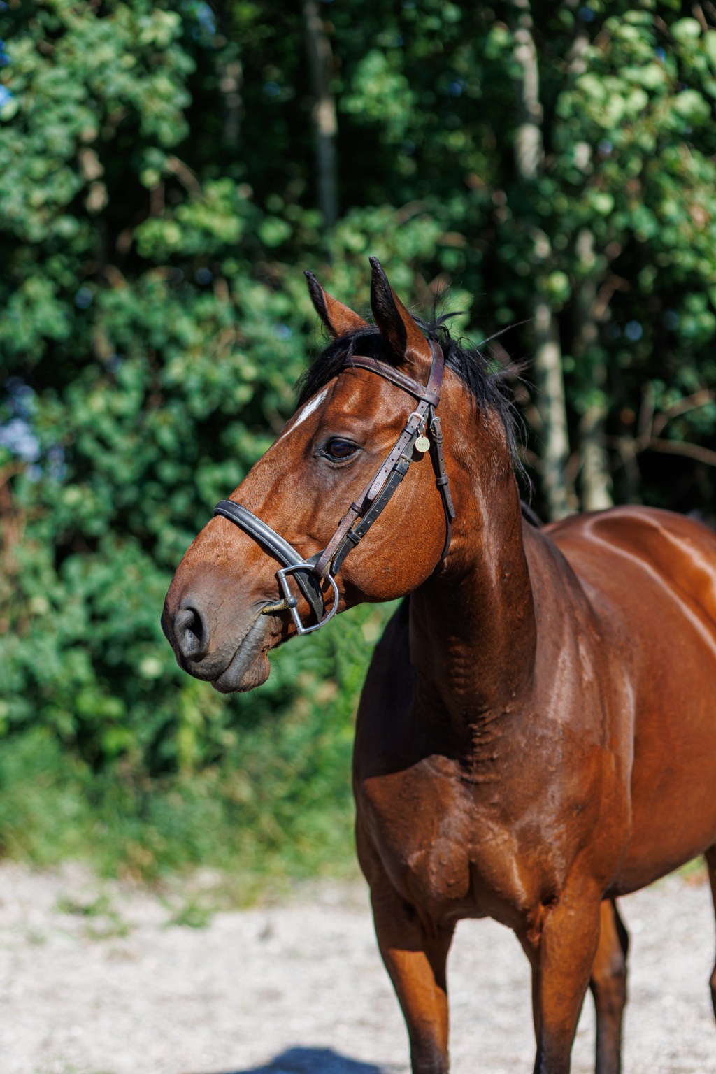 DME Academy Horses – Daisy Meadows Equestrian